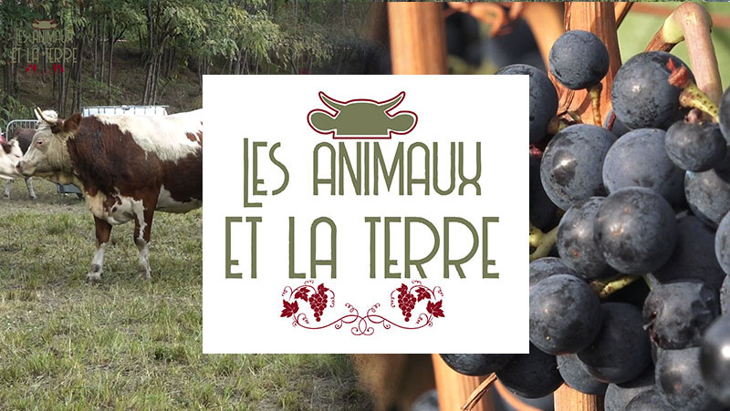 Les animaux et la terre - 16-06-2024 Puntata Intera - Replay - Telecity